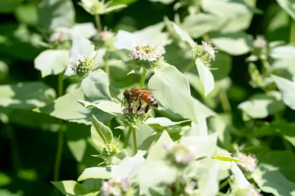 Native Mountain Mint - A Beginner's Guide - The Plant Native