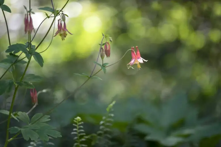 Why Red Columbine Matters for Hummingbirds: Beginner Tips