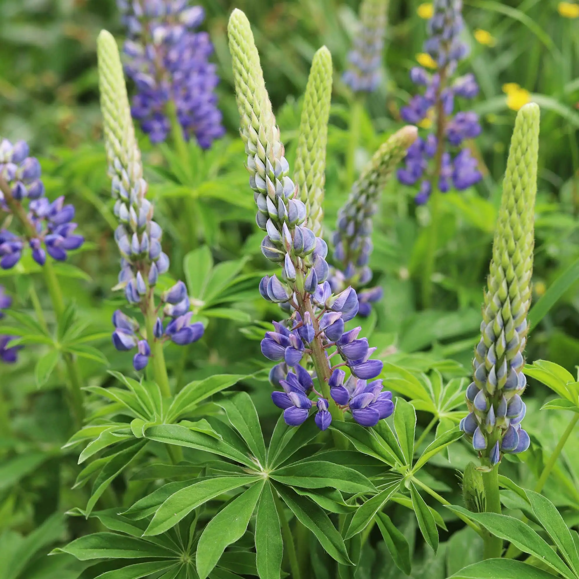 Bigleaf Lupine: A Friendly Guide for Northwest Gardeners